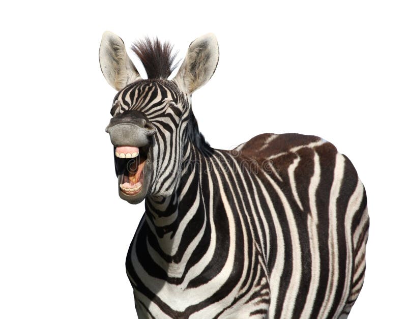 Zebra Laugh or Shout stock photo. Image of ears, south - 23524924