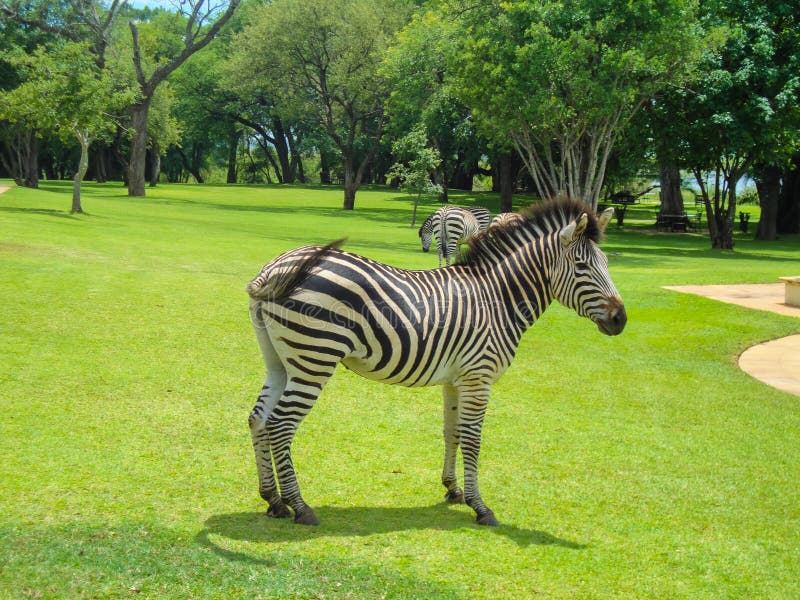 Zebra stock photo. Image of victoria, pathway, zebra - 55700950