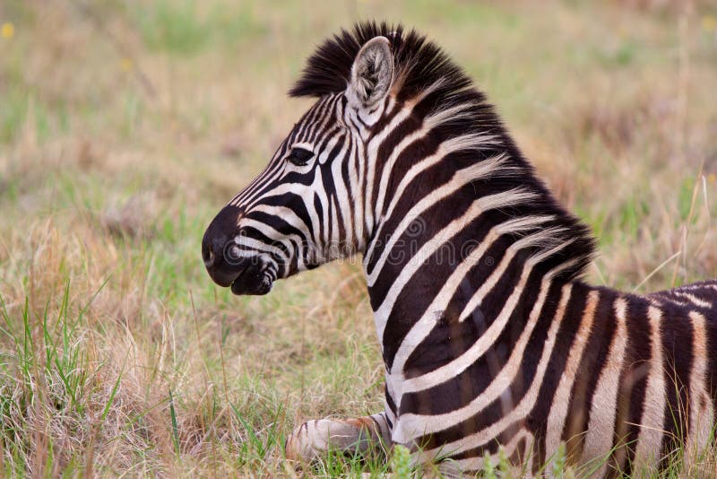 Zebra Laying Down in the Grass Stock Image - Image of animal, beauty ...