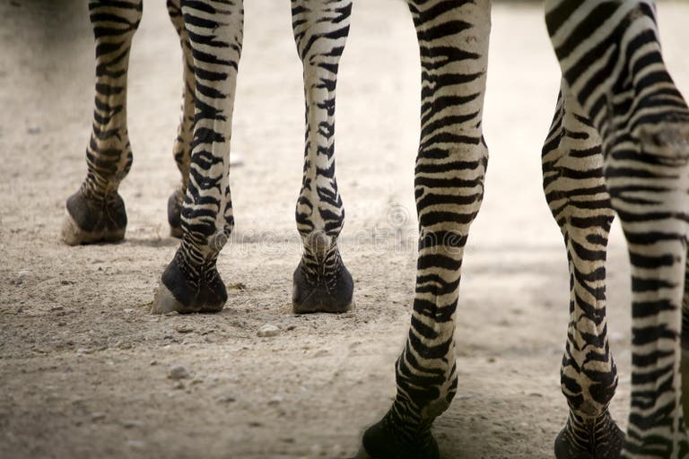 Zebra legs stock photo. Image of wild, lots, looking - 11233776