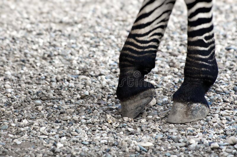 Zebra legs walking stock photo. Image of animal, feet - 11233774