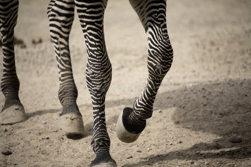 Zebra legs walking stock photo. Image of animal, feet - 11233774