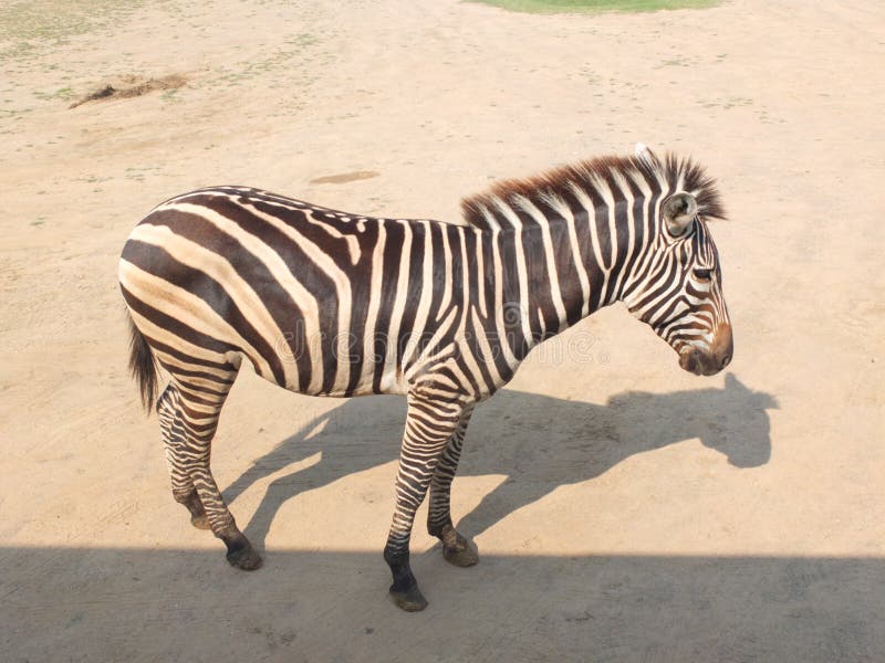 Zebra, light and shadow stock image. Image of deer, shadow - 258112195