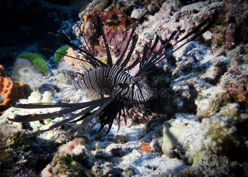 Zebra Lion Fish among Corals at the Bottom of the Indian Ocean Stock ...