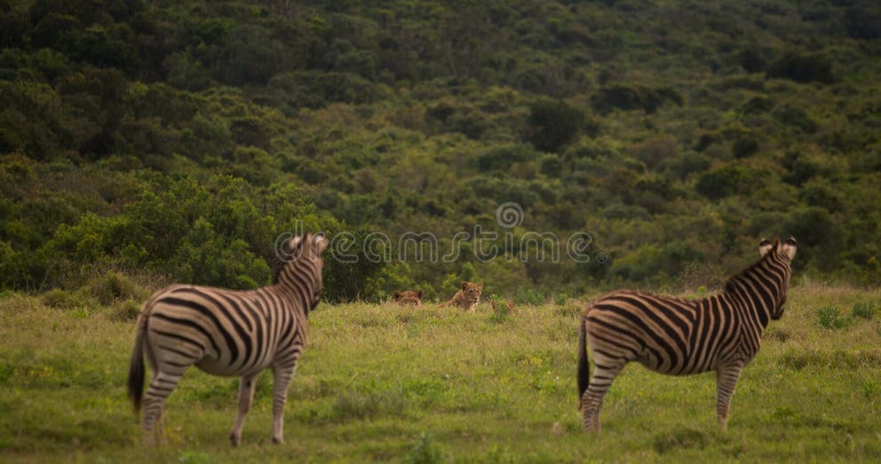 Zebra and Lion stock photo. Image of beautiful, bulls - 60719834