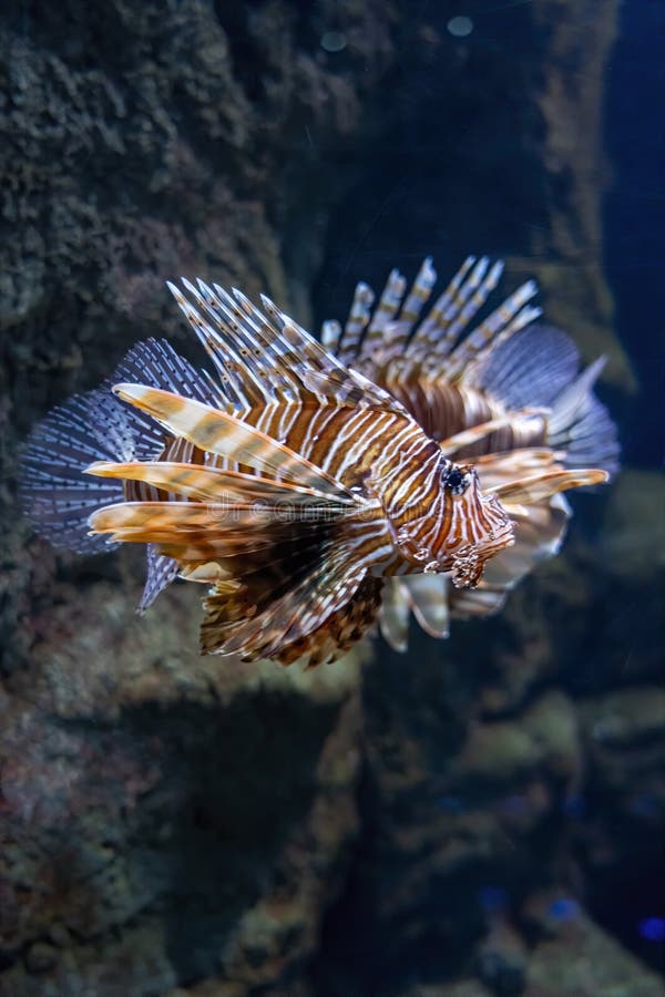 Zebra Lionfish ,Dendrochirus Zebra, Adult, Close-up Stock Image - Image ...