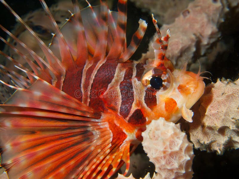 Zebra Lionfish stock photo. Image of animals, lionfish - 33094326