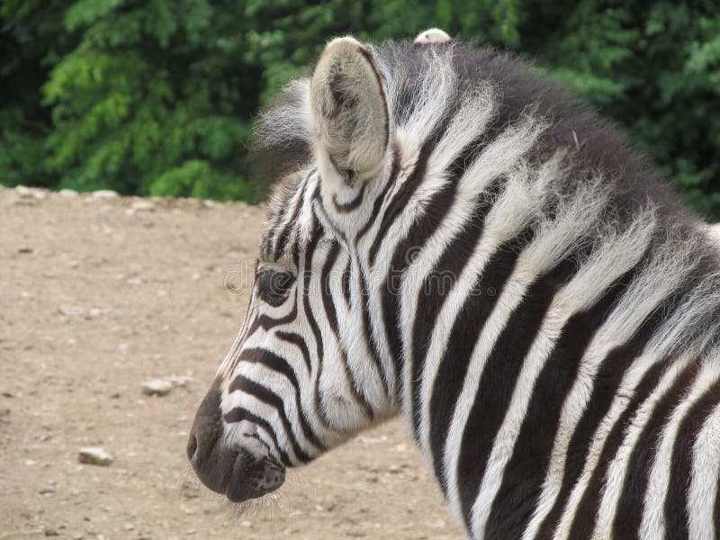 Zebra stock image. Image of zebra, white, stripes, zebras - 53422533