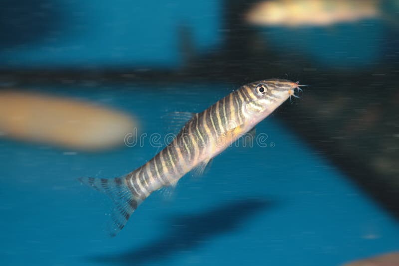 Zebra Loach (Botia Striata) Aquarium Fish Stock Image - Image of zebra ...