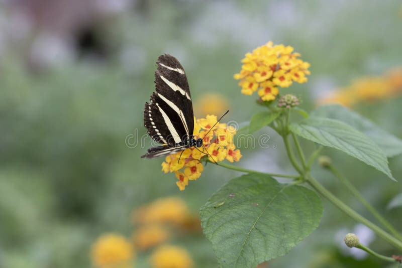 Zebra long-wing butterfly stock photo. Image of long - 337437958