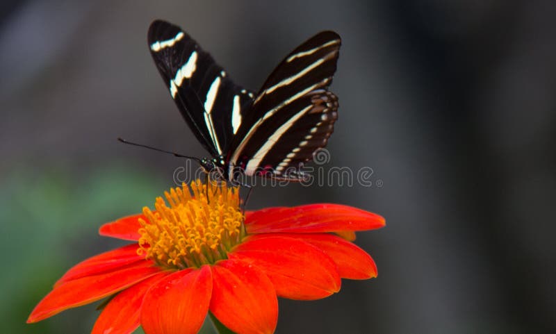 Zebra Long Wing on Red & Orange Flower Stock Photo - Image of orange ...