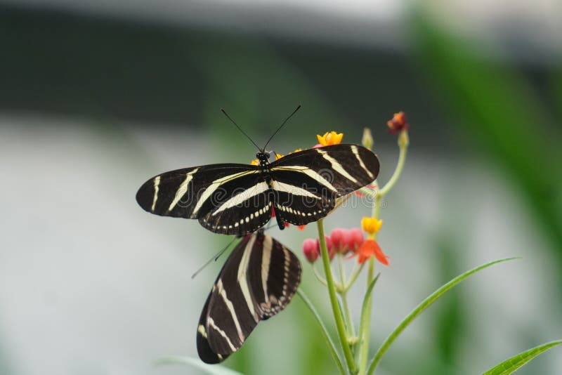 Zebra Longwing Butterfly stock image. Image of wing - 259290801