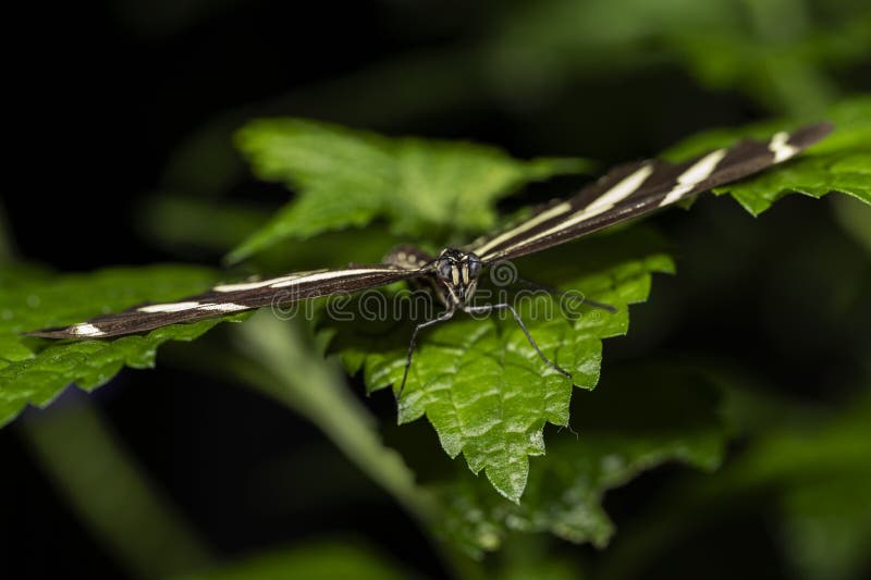 Zebra Longwing Butterfly stock image. Image of yellow - 269784257