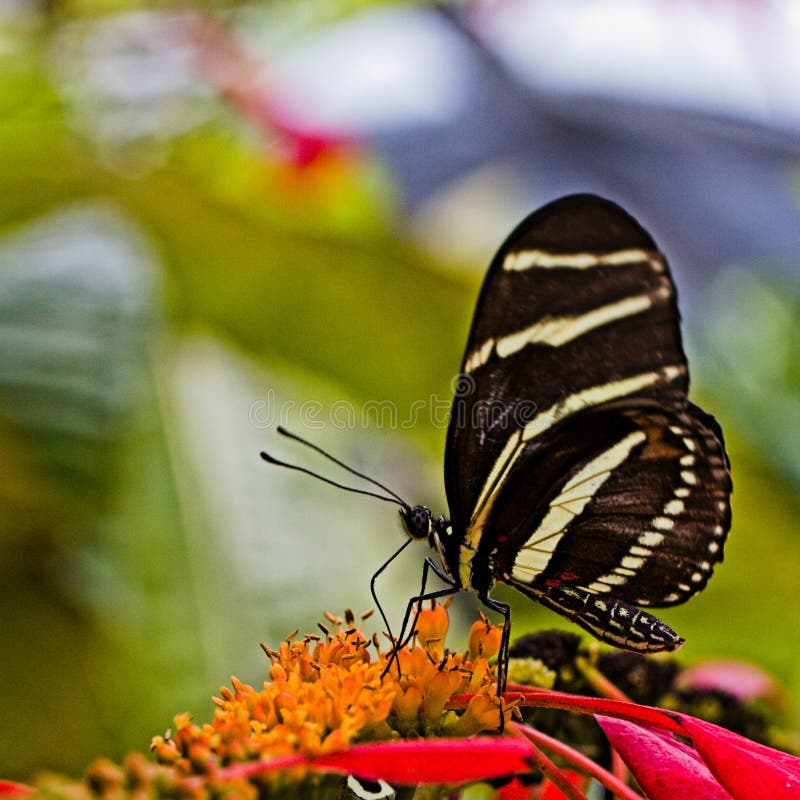 Zebra Longwing stock photo. Image of zebra, longwing - 163773114