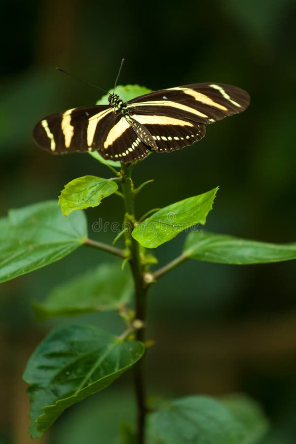 Zebra Longwing stock image. Image of long, florida, zebra - 29960933