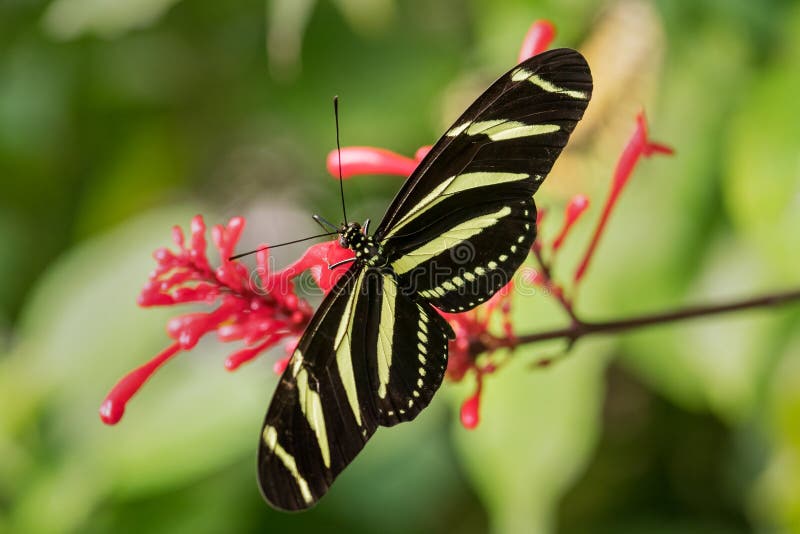 Zebra Longwing - Heliconius Charithonia Stock Image - Image of outdoor ...