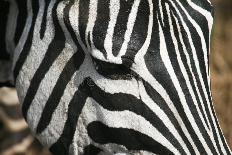 The zebra look stock photo. Image of south, tourism, looking - 45312196