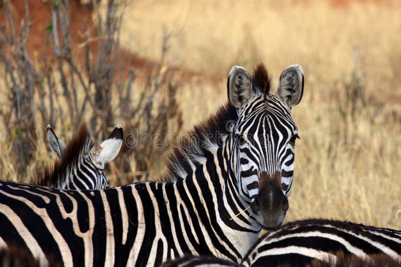 Zebra look stock image. Image of plains, safari, striped - 31891795