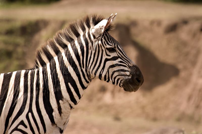 Zebra looking alert stock image. Image of fauna, alert - 7232337