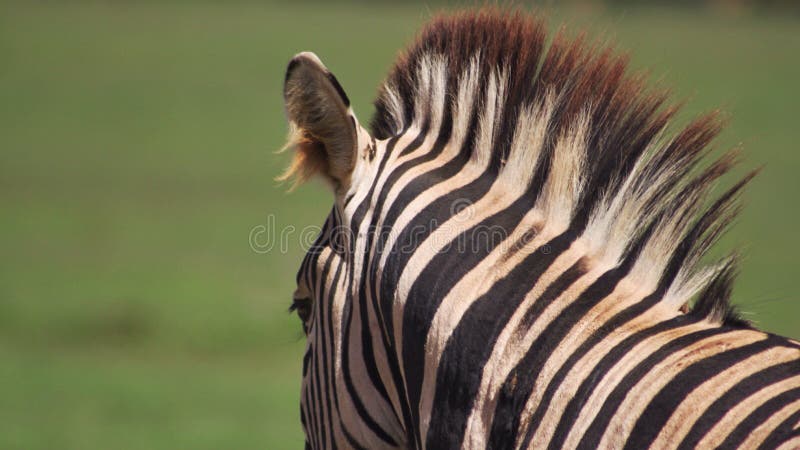 Zebra looking back stock image. Image of conservation - 1872413