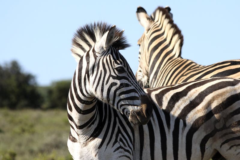 Zebra looking right stock image. Image of love, zebras - 31041361