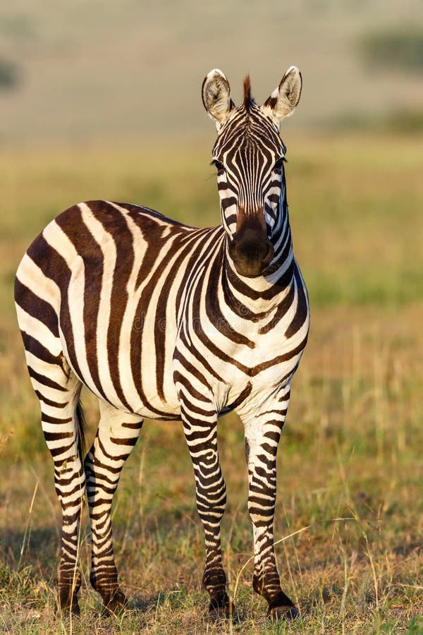 Zebra Looking left stock photo. Image of profile, park - 10700158