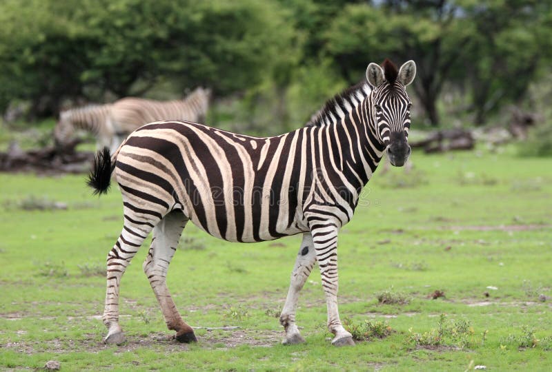 Zebra looking at camera stock photo. Image of graze, equine - 5103476