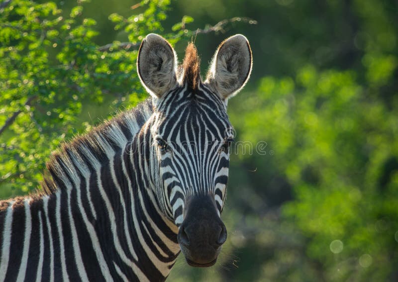 Zebra looking back at dusk stock image. Image of quagga - 16736083