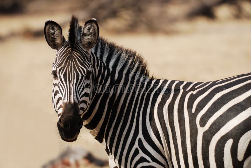 Zebra Looking left stock photo. Image of profile, park - 10700158