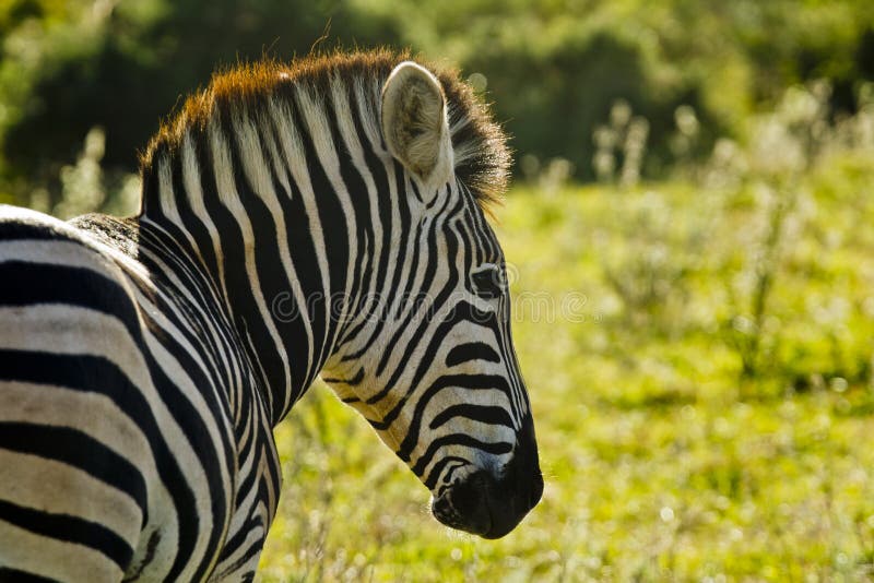 Zebra looking right stock image. Image of love, zebras - 31041361