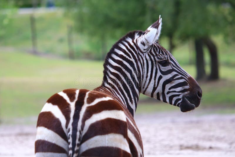 Zebra looking back stock image. Image of conservation - 1872413