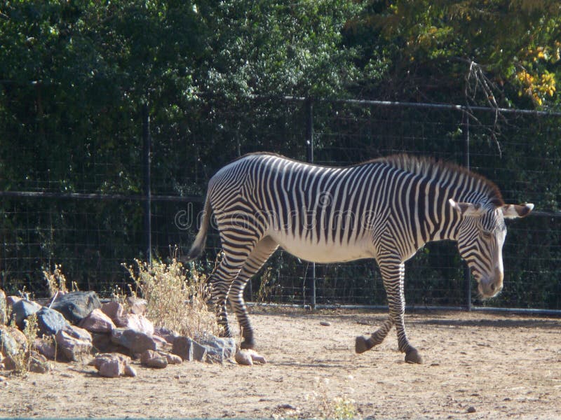 Sad zebra stock photo. Image of plain, savannah, green - 22864574