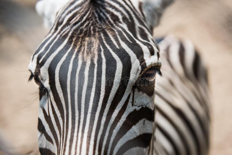 Zebra stock photo. Image of look, looking, cute, stripe - 92857920