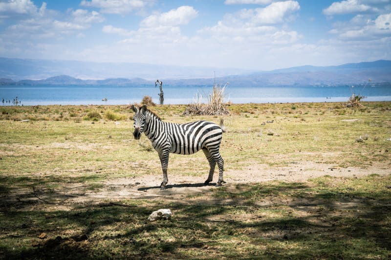 Zebra Looks at Camera, Alone, on Crescent Island, Kenya Africa Stock ...