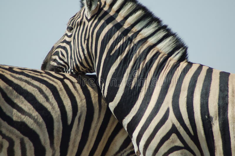 Zebra love #2 stock image. Image of desert, veld, animal - 238165