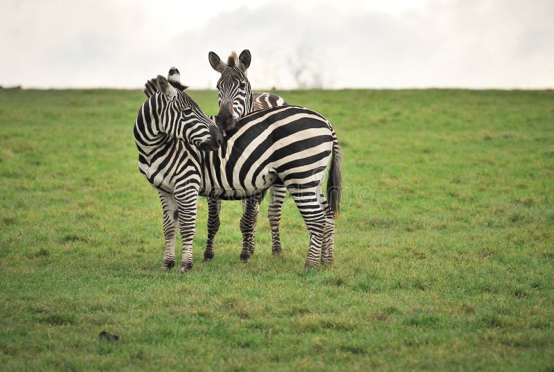 Zebra lovers stock photo. Image of wildlife, zebra, grass - 27453372