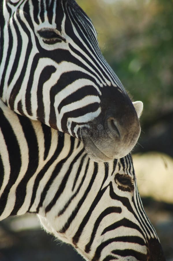 Hugging zebras stock image. Image of mikumi, zebras, animals - 1067905