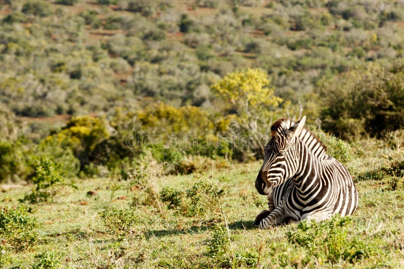 Zebra Lying and Catching Some Sun. Stock Photo - Image of herbivore ...