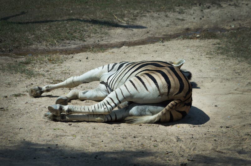 Zebra lying dead stock image. Image of wild, death, animal - 38818285