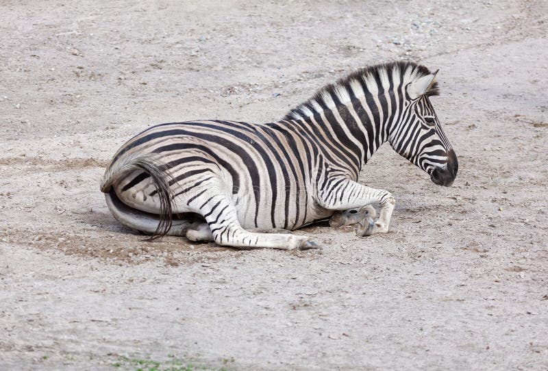 Zebra Lying Down on a Dirt Surface Stock Image - Image of surface ...
