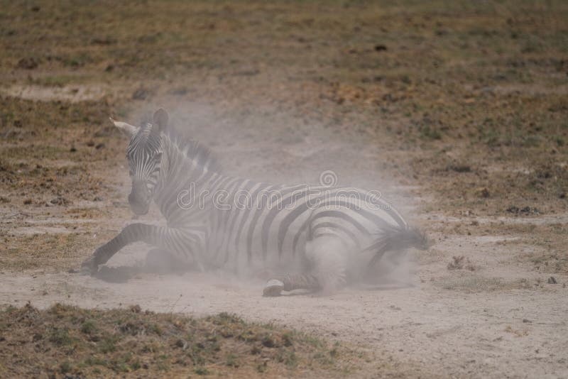 Zebra Lying on a Dusty Ground in the Wild Stock Image - Image of black ...