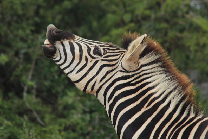 Zebra Making Funny Face and Snorting Stock Image - Image of snorting ...