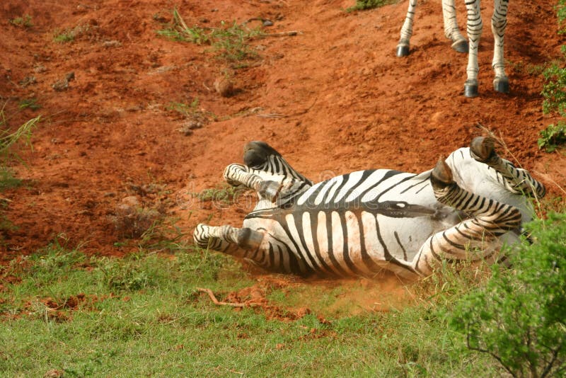 Zebra having a drink stock image. Image of africa, wildlife - 2789545