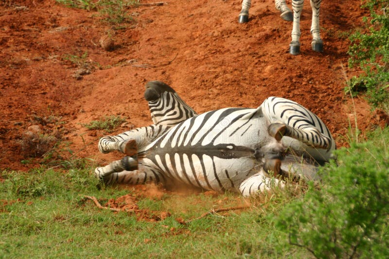 158 Zebra Rolling Photos - Free & Royalty-Free Stock Photos from Dreamstime