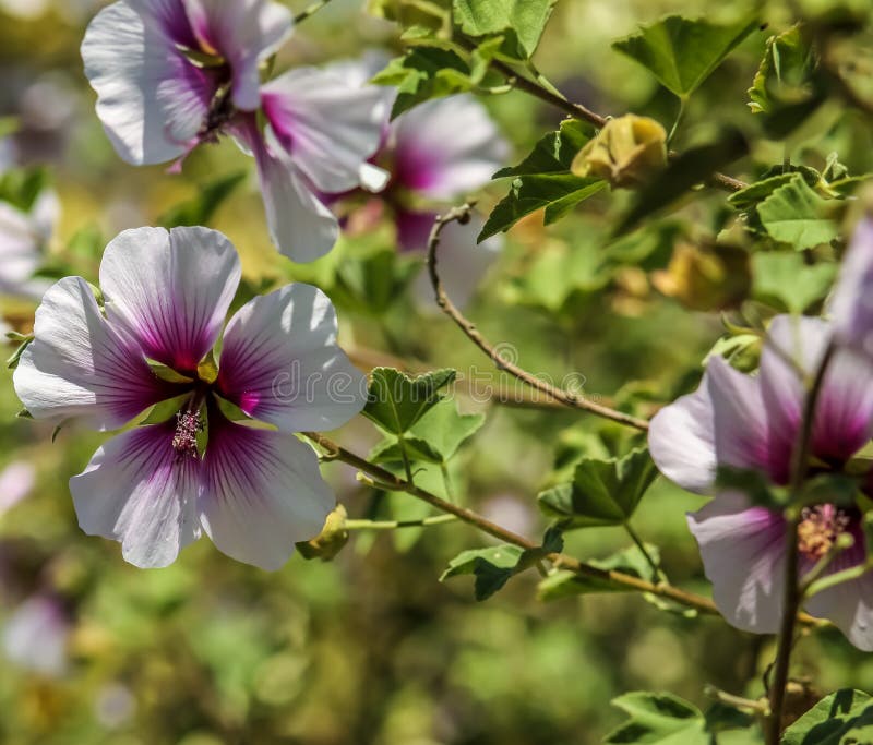 Zebra Mallow . Multiple Blooms on Bush Stock Photo - Image of multiple ...