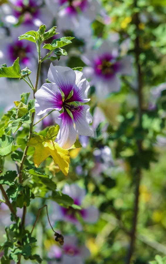 Zebra Mallow . Vertical stock image. Image of pollinators - 251201363