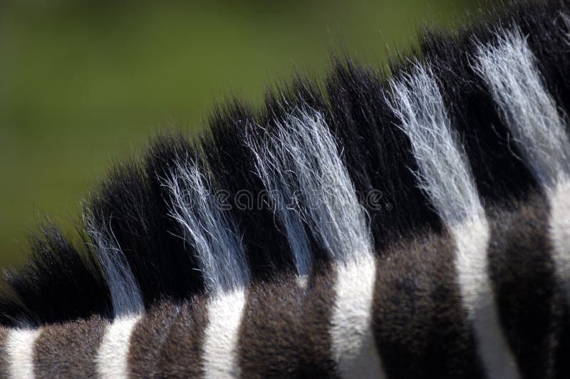 Zebra Mane stock photo. Image of animal, abstract, hair - 1050772
