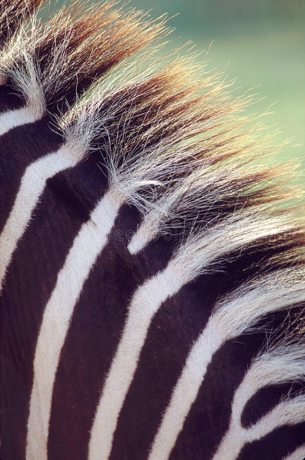 Zebra Fur and Mane, Close Up Stock Photo - Image of natural, layer ...