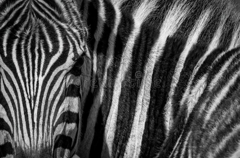 Zebra in the Mara, Africa stock photo. Image of bull - 230834212
