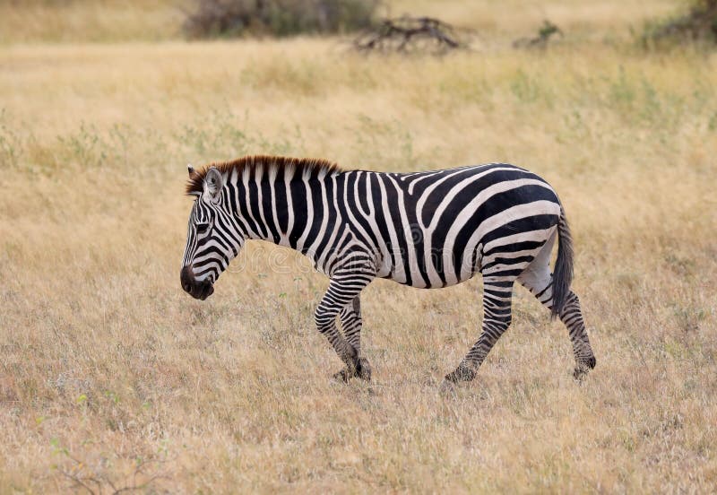 Zebra with horn stock photo. Image of horn, nature, mammal - 9876084